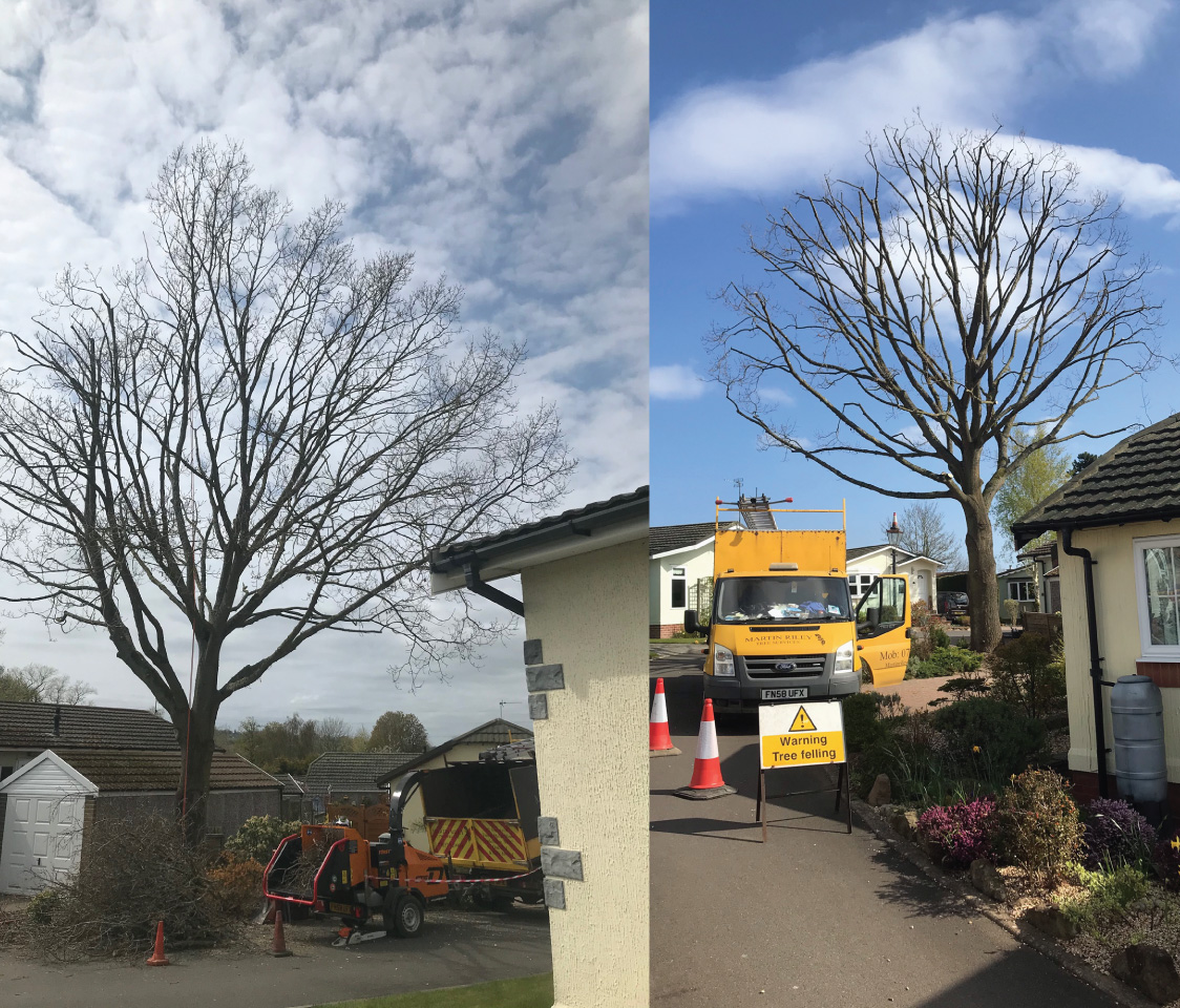 Project Gallery – Martin Riley Tree Services